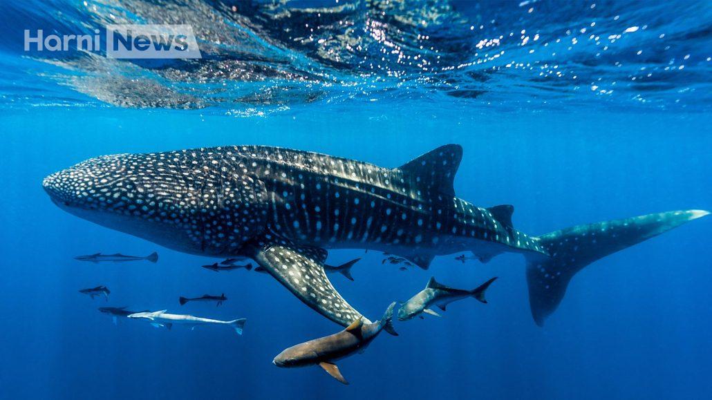 Українські Мальдіви: ТОП-7 місць з пляжами і бірюзовою водою